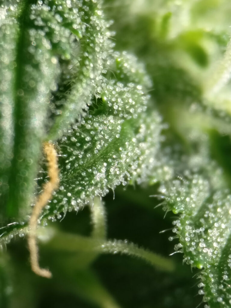 Czym są trichomy i jak wyglądają pod mikroskopem? - Hemplo.pl