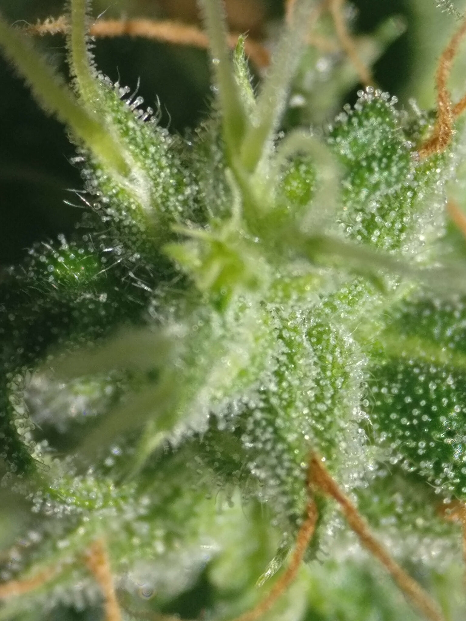 Czym są trichomy i jak wyglądają pod mikroskopem? - Hemplo.pl