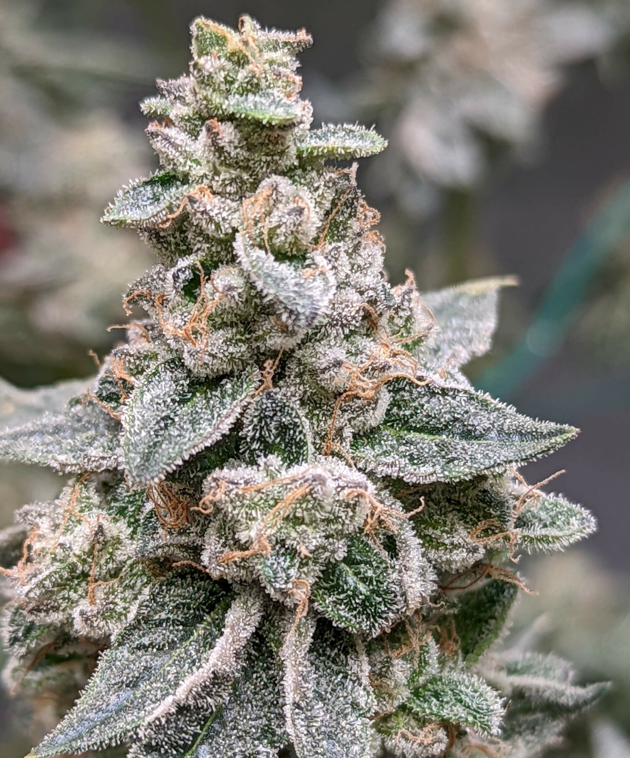 Chem Cookies - charakterystyka szczepu marihuany