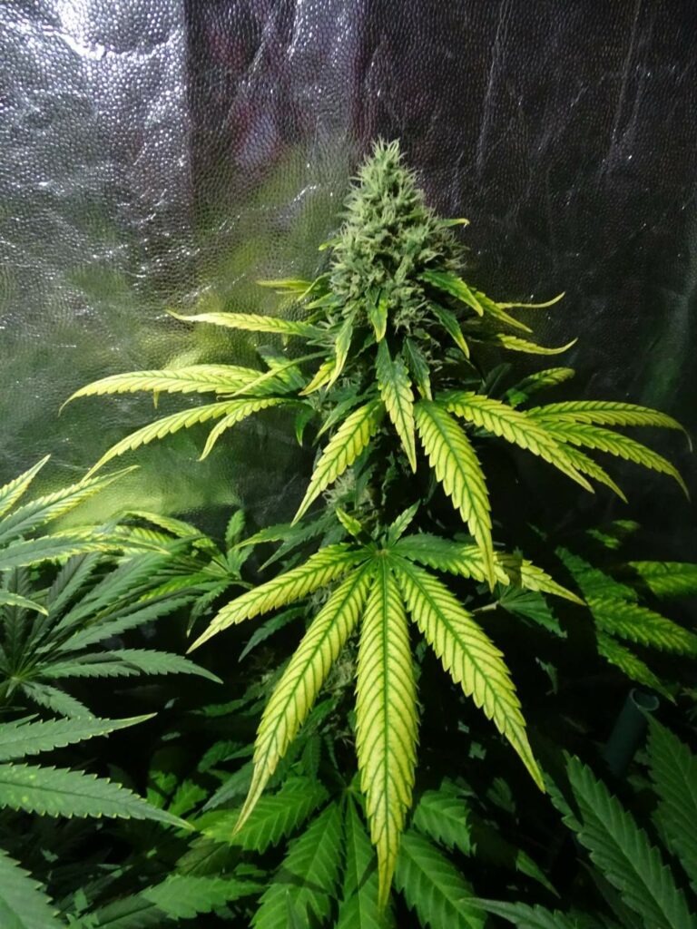 Critical Plus - charakterystyka szczepu marihuany