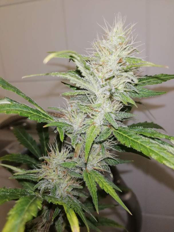 Easy Bud - charakterystyka szczepu marihuany