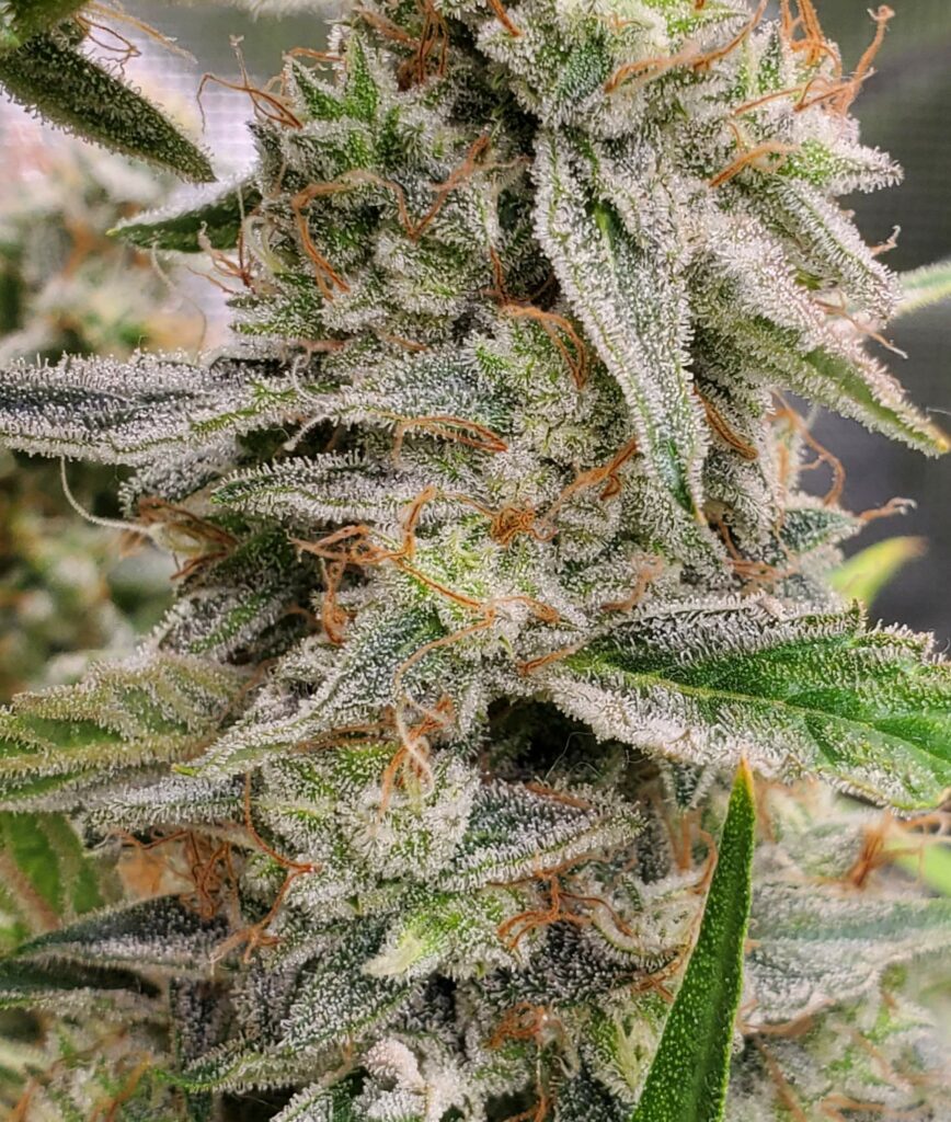 Lilac Diesel - charakterystyka szczepu marihuany