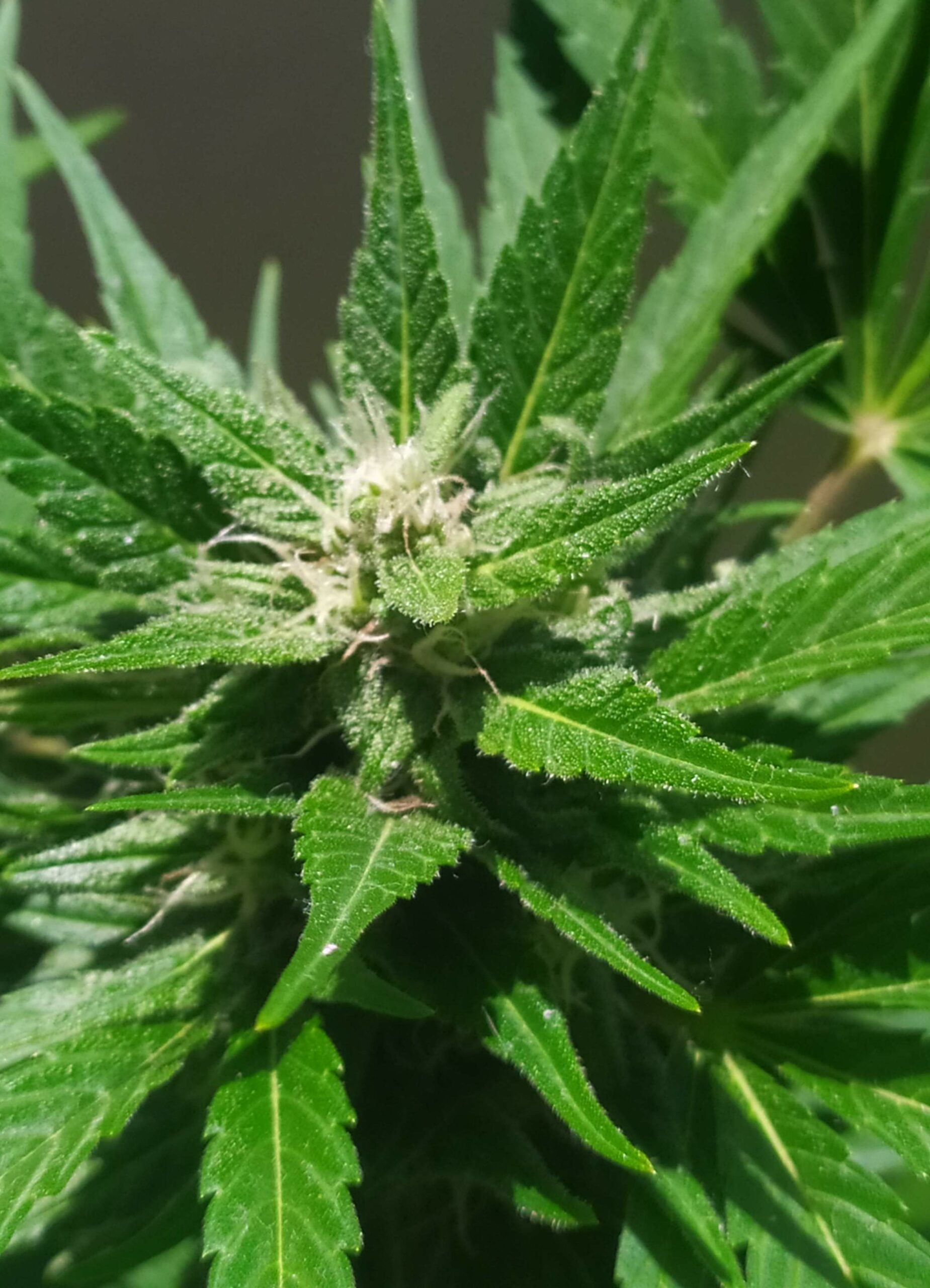 Purple Diesel Outdoor