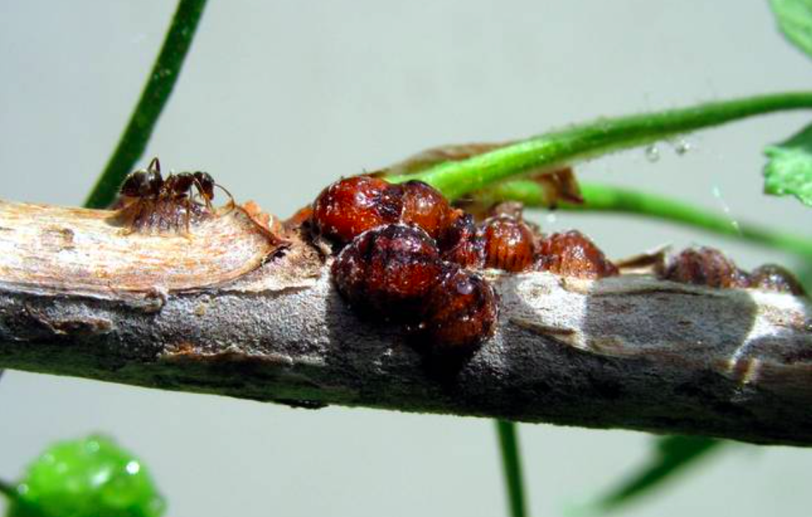 Czerwce w uprawie marihuany - zwalczanie i zapobieganie - Hemplo.pl